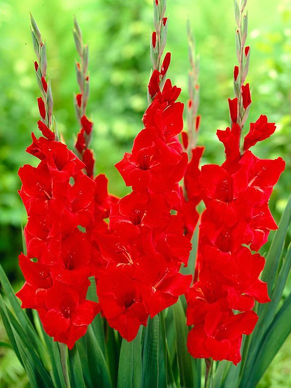 Gladiola Crvena