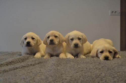 Labrador retriver