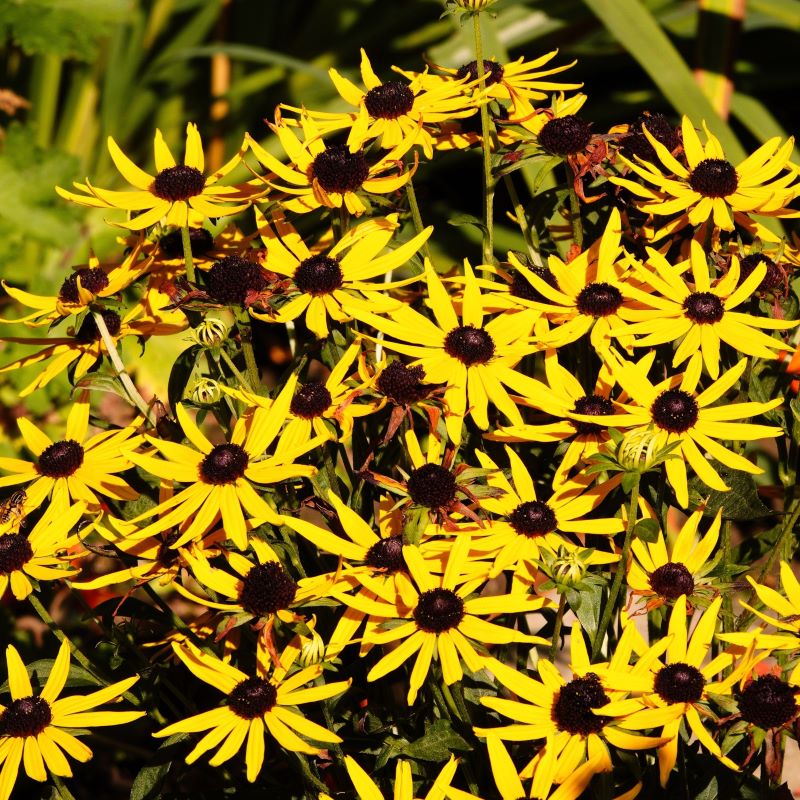 Rudbekija Zlatna Zvezdica