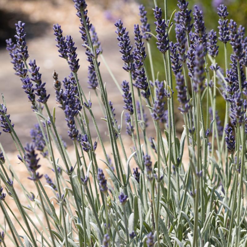 Lavanda Srebrna