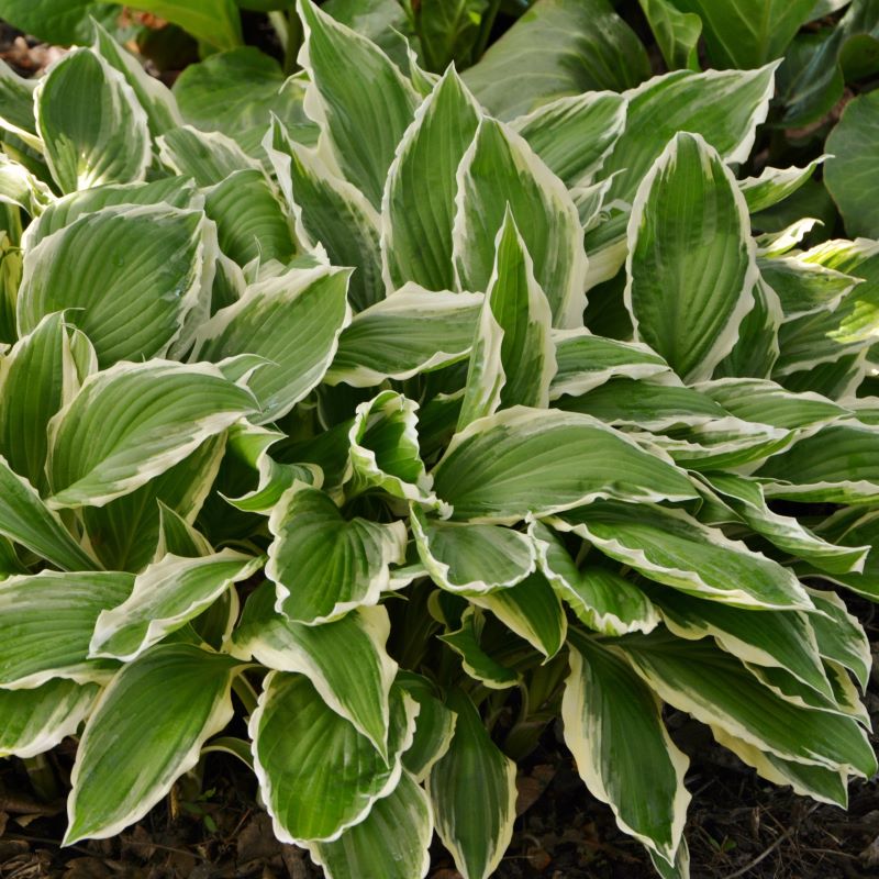 Hosta Marginata