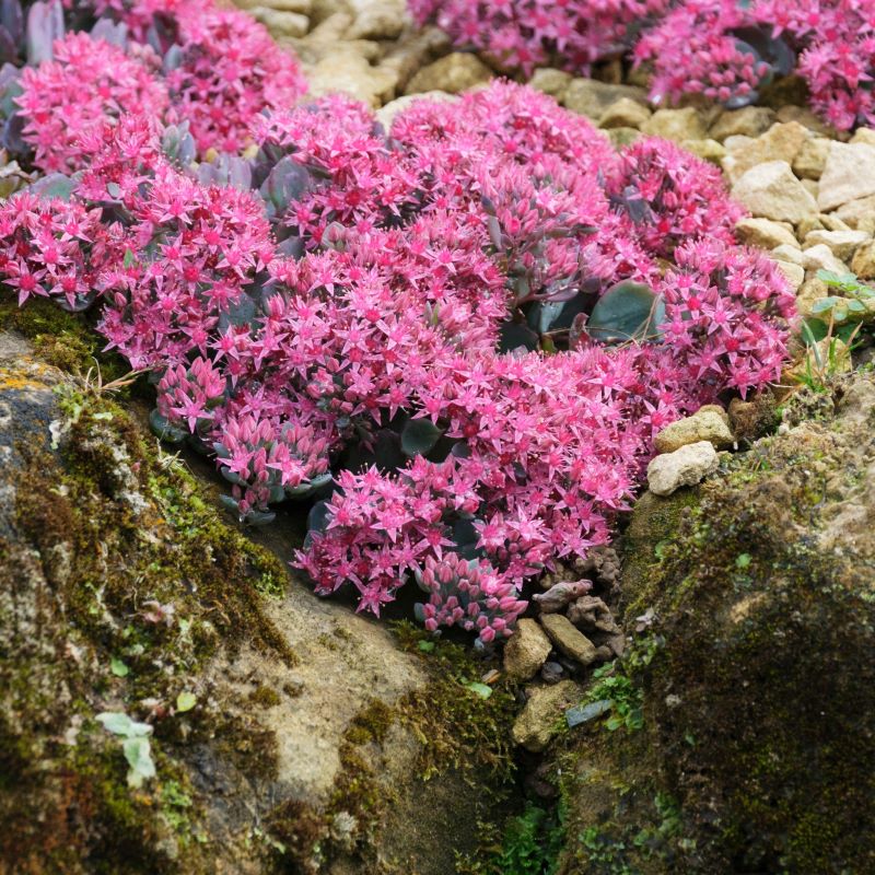 Sedum Lida