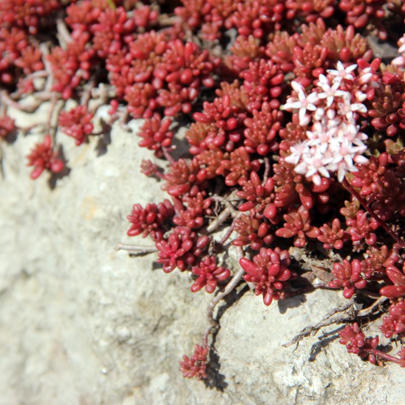 Sedum Koralni Tepih