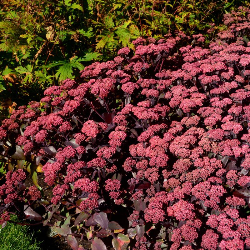 Sedum Patlidžan