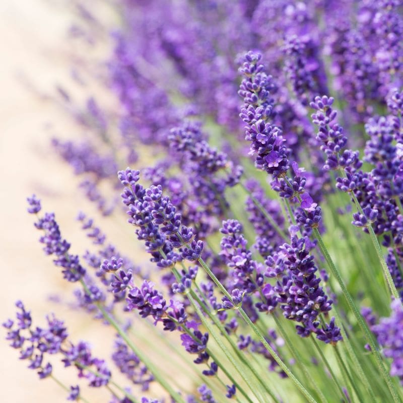 Lavanda Hidkot