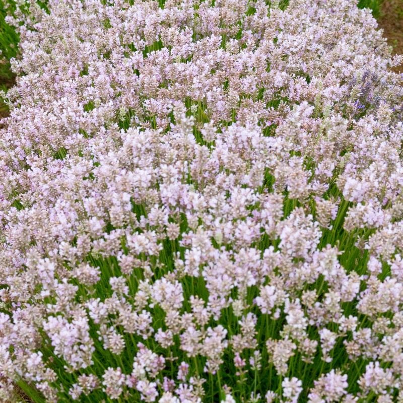 Lavanda Roze