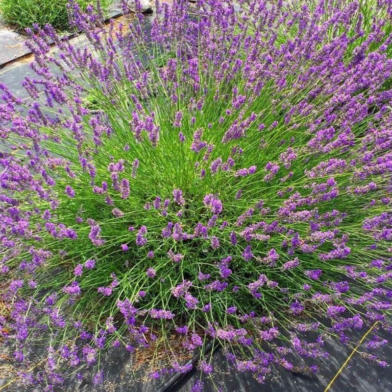 Lavanda Groso