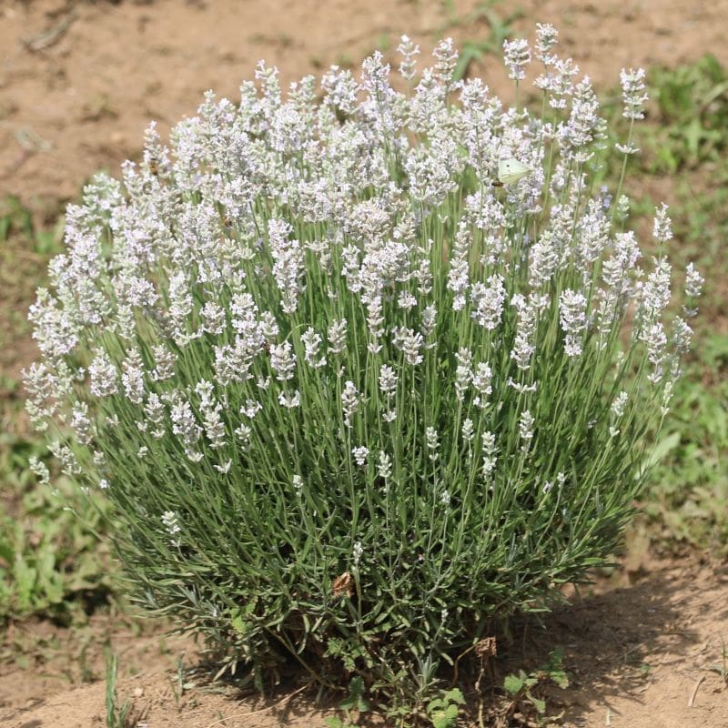 Lavanda Bela