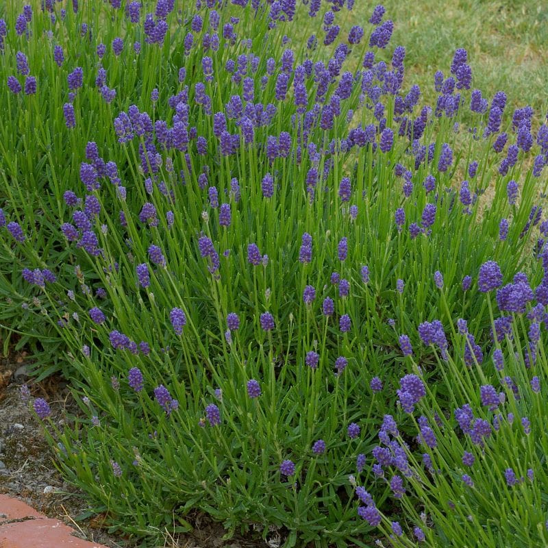 Lavanda Plavi Patuljak