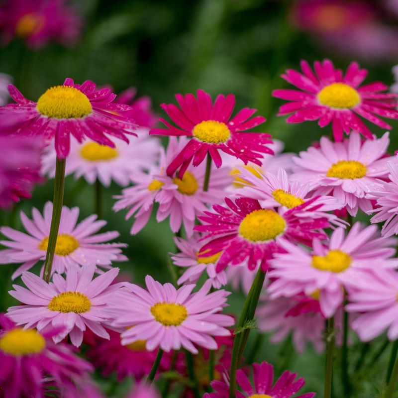 Kolekcija Baštenskih Gerbera