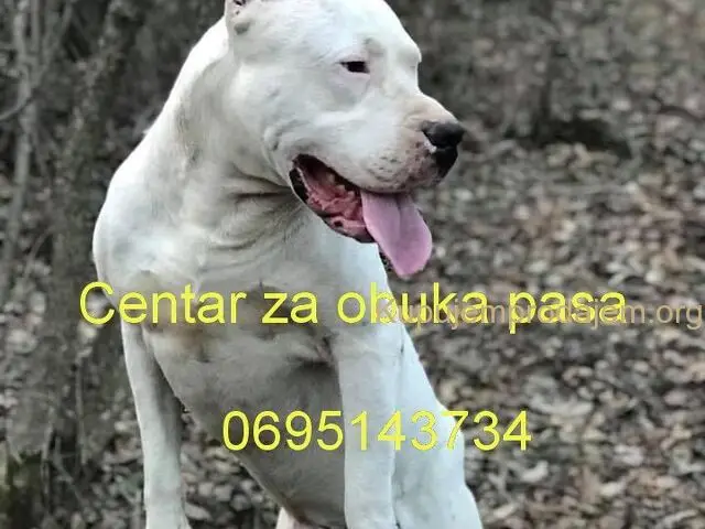 Centar za obuka pasa