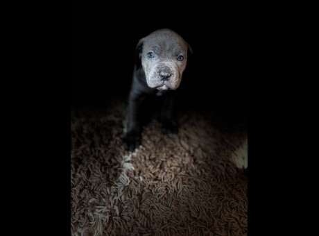 Kane Korso (Cane Corso)