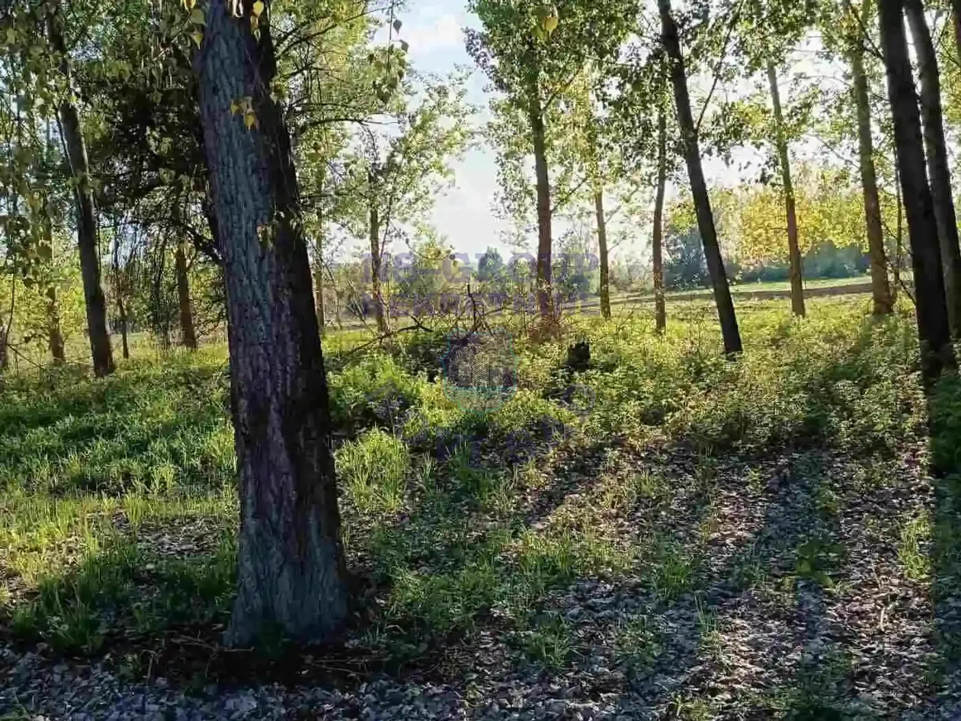 Novi Ledinci, Ledinci