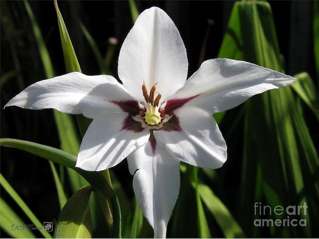 ETIOPSKA GLADIOLA - 5 LUKOVICA