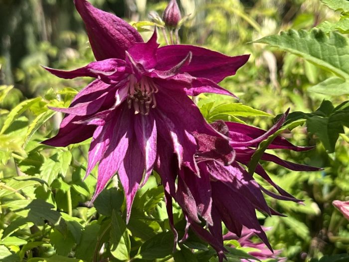 Clematis Purple Surprise - Klematis