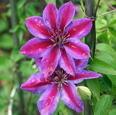 Clematis Akaishi - Klematis