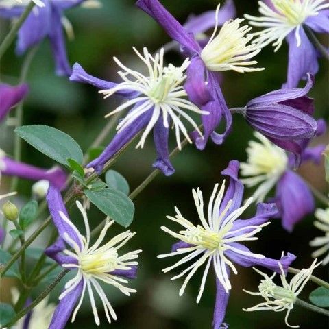 Clematis Aromatica - Klematis