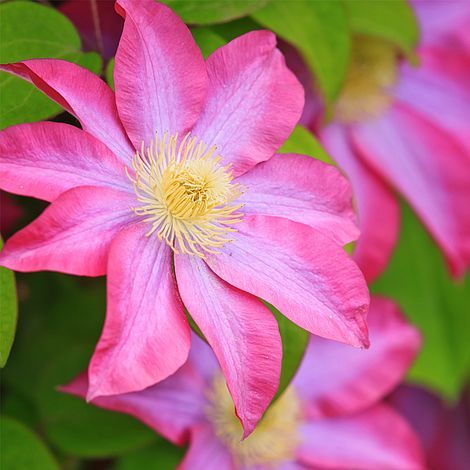 Clematis Asao - Klematis