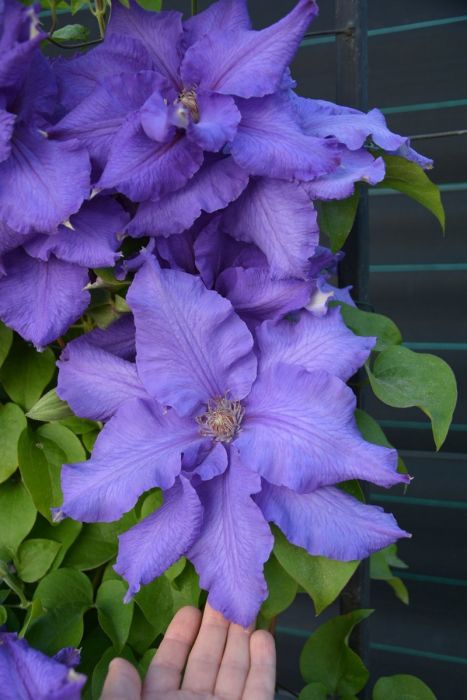 Clematis Baltic Waves - Klematis