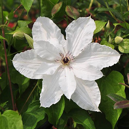 Clematis Beautiful Bride PBR - Klematis Prelepa Nevesta