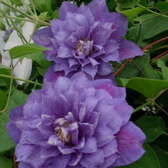 Clematis Beauty of Worcester - Klematis