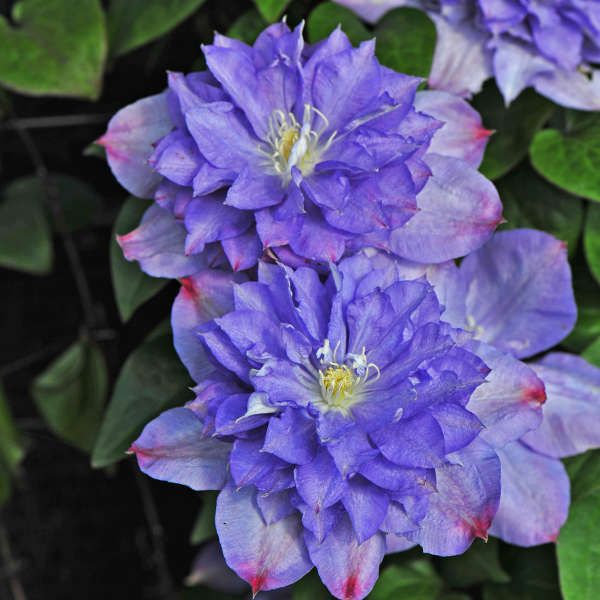 Clematis Blue Explosion - Klematis