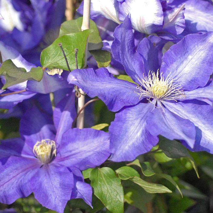 Clematis Daniel Deronda - Klematis