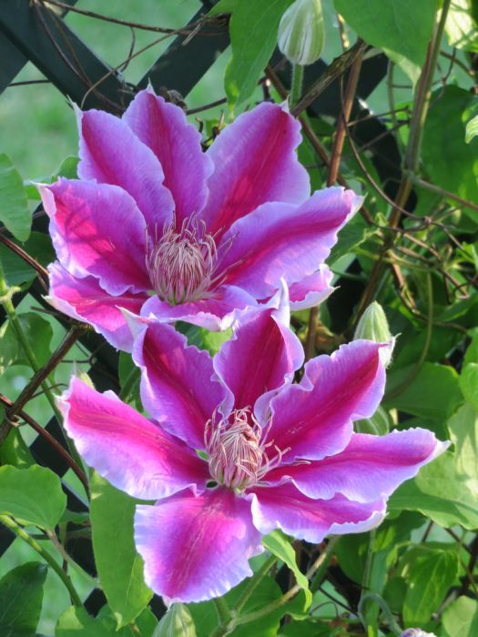 Clematis Dr.Ruppel - Klematis