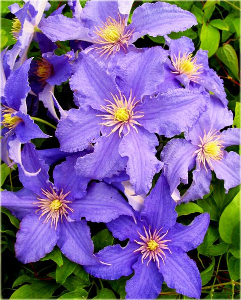 Clematis Fryderyck Chopin - Klematis