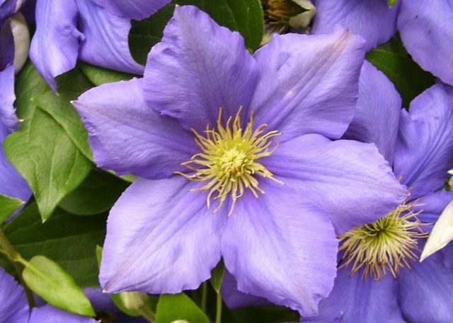 Clematis General Sikorski - Klematis