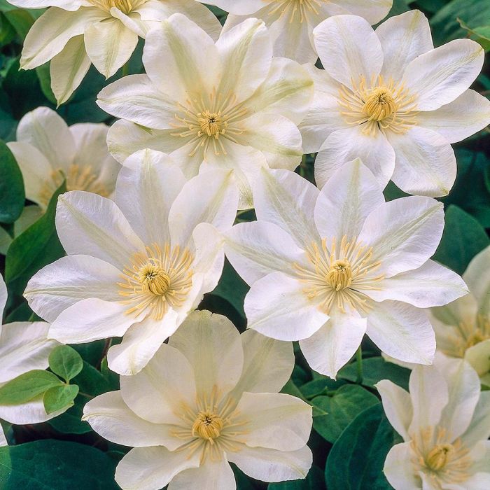 Clematis Guernsey Cream - Klematis