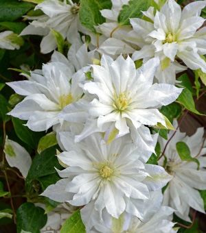 Clematis Halina Noll - Klematis