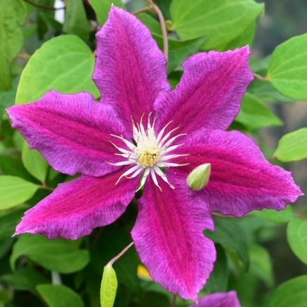 Clematis Hania - Klematis