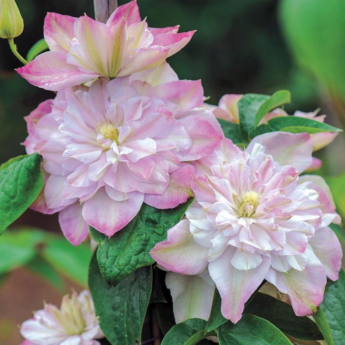 Clematis Innocent Blush - Klematis