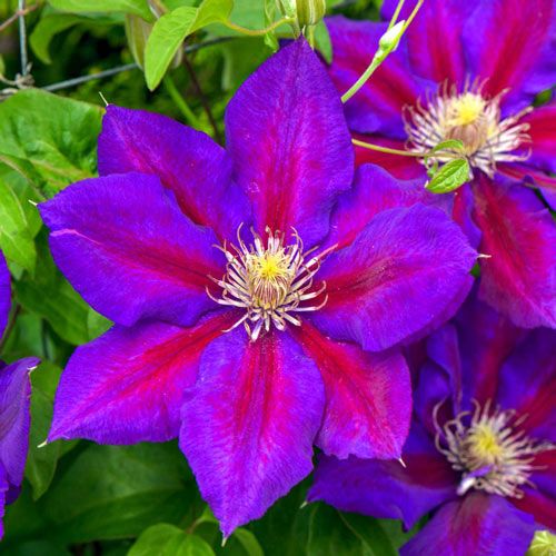 Clematis Julka - Klematis