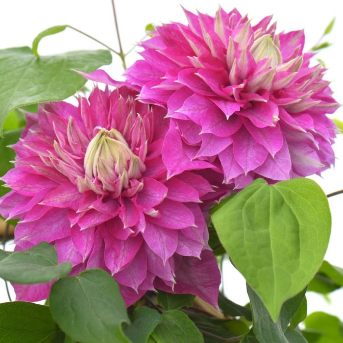 Clematis Kaiser - Klematis