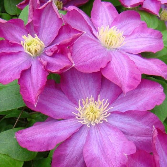 Clematis Kakio Pink Champagne - Klematis