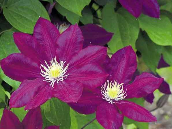 Clematis Lech Kaczynski - Klematis