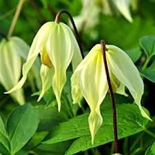 Clematis Lemon Beauty - Klematis