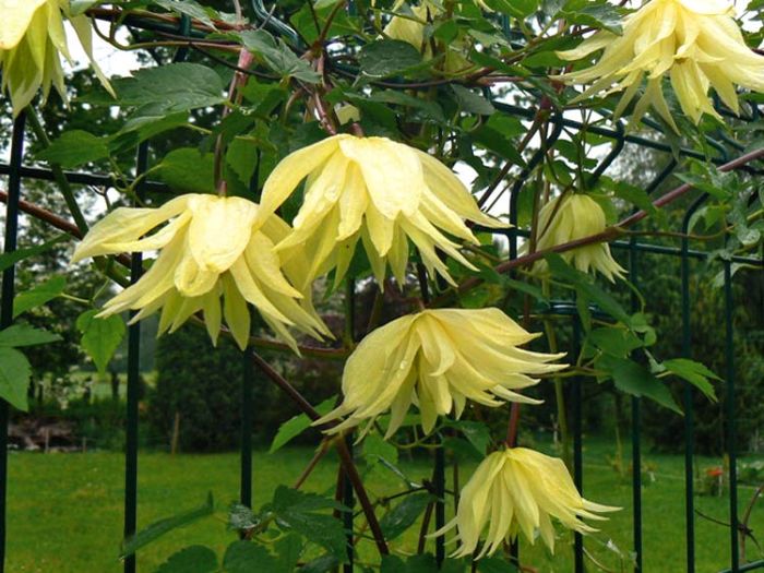 Clematis Lemon Dream - Klematis