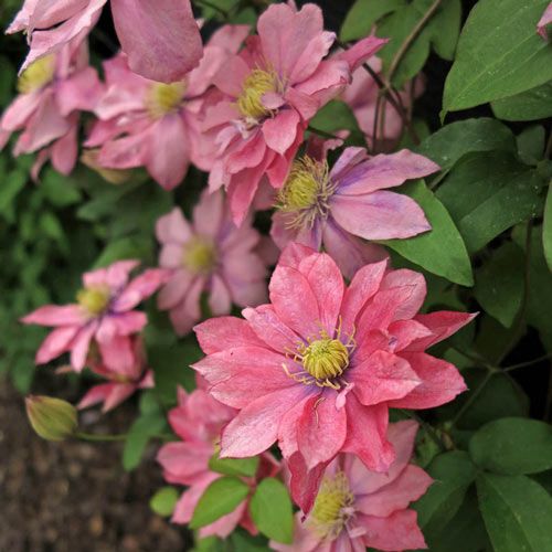 Clematis Little Mermaid - Klematis