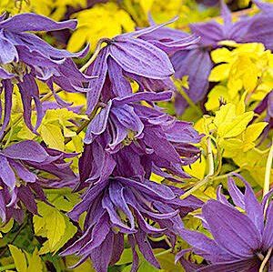 Clematis Luminous Dusk - Klematis