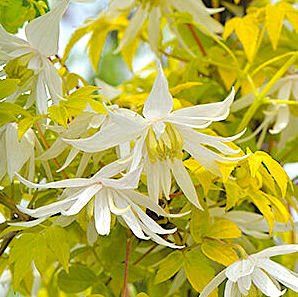 Clematis Luminous Snow - Klematis