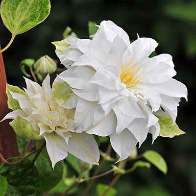 Clematis Maria Sklodowska Curie - Klematis Marija Kiri