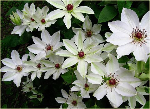 Clematis Matka Urzula Ledohowska - Klematis