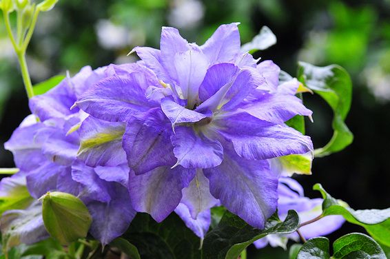 Clematis Mazury - Klematis