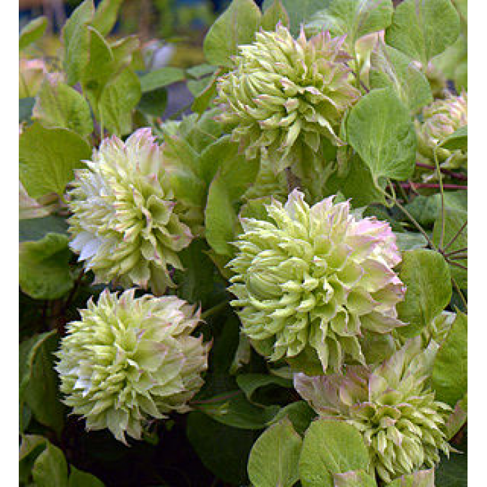 Clematis Midori - Klematis