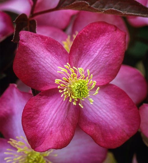 Clematis Montana Freda - Klematis