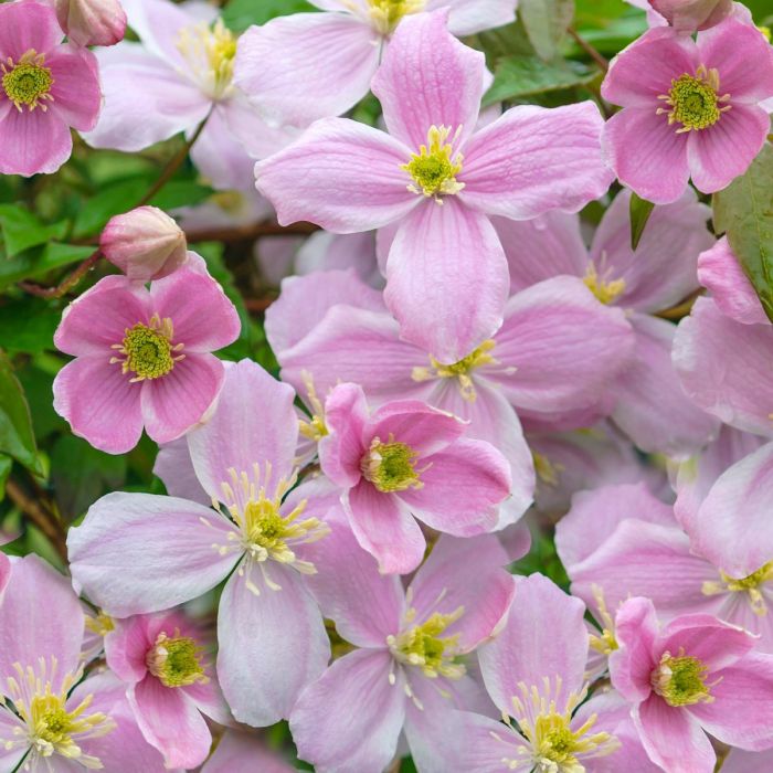 Clematis Montana Mayleen - Klematis