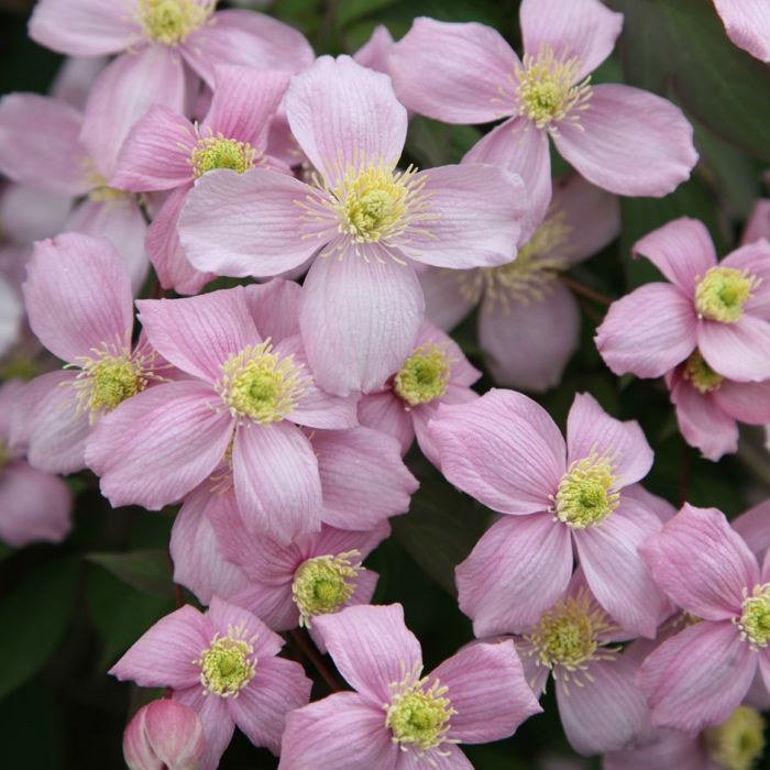 Clematis Montana Rubens - Klematis